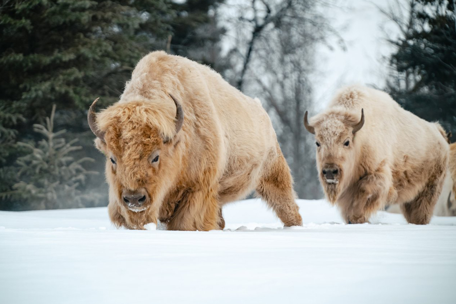 5 Authentic Indigenous Adventures to Beat Alberta’s Winter Blues ...